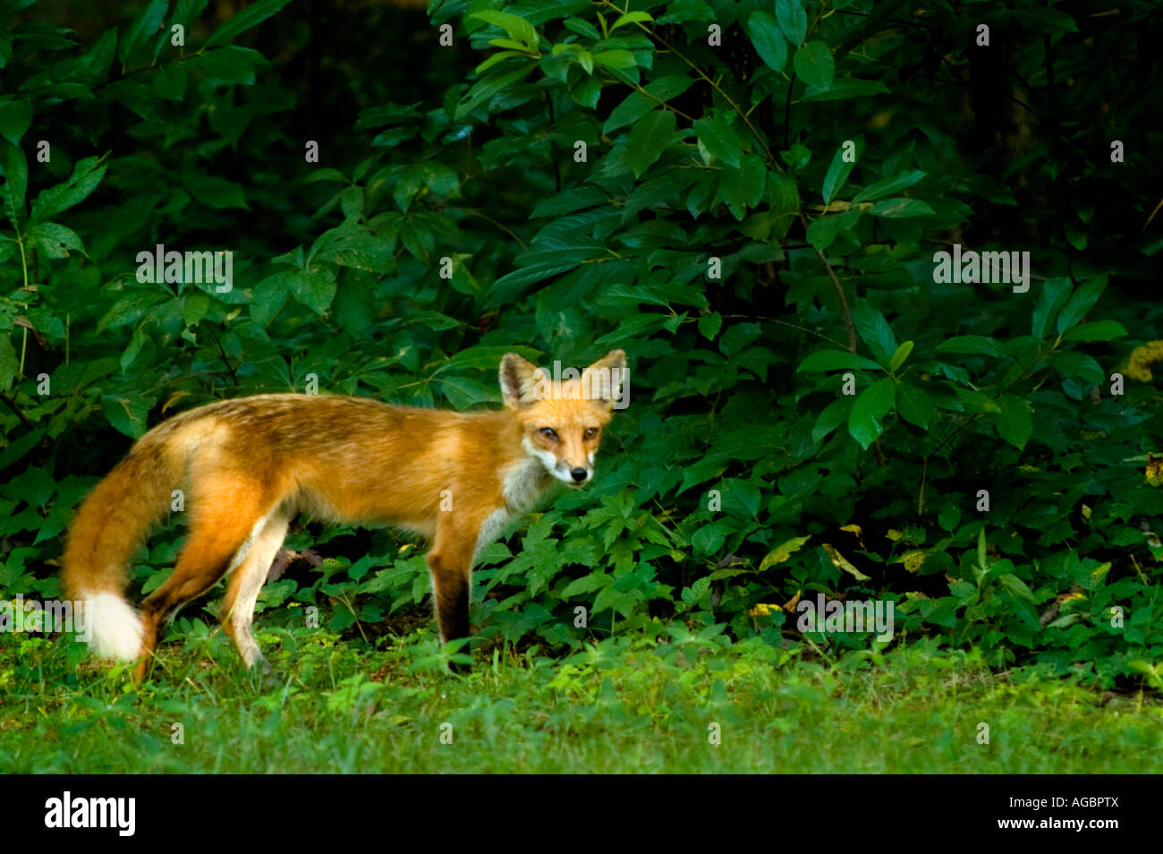 Ozark wildlife hi-res stock photography and images - Alamy