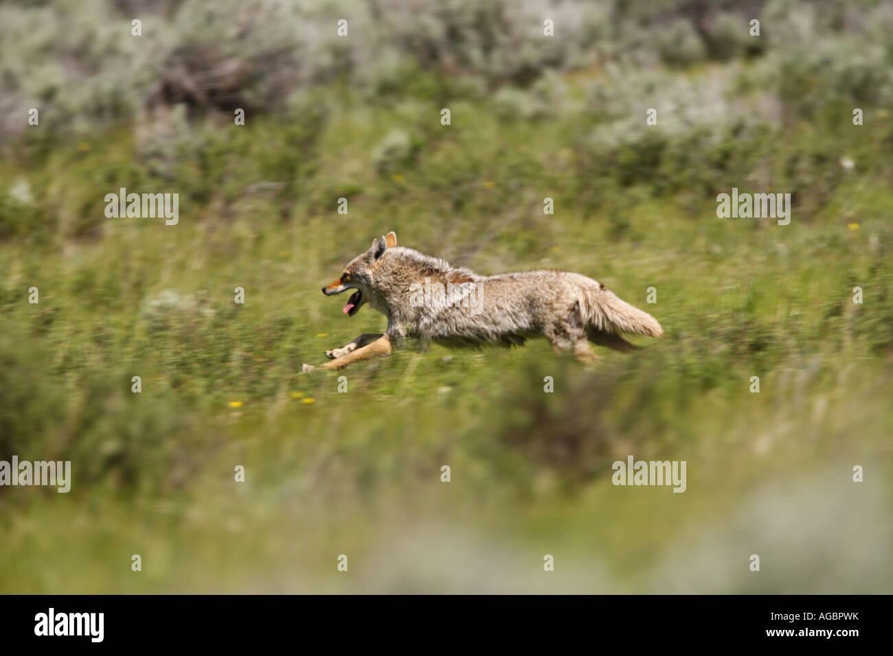 Coyote running hi-res stock photography and images - Alamy