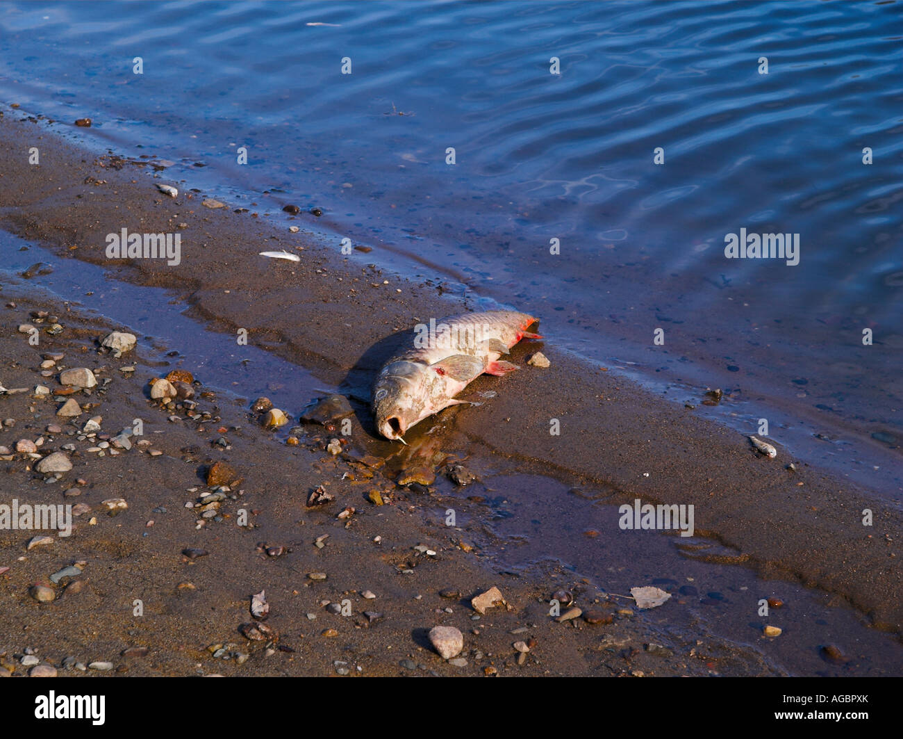 dead fish pollution garbage Stock Photo - Alamy