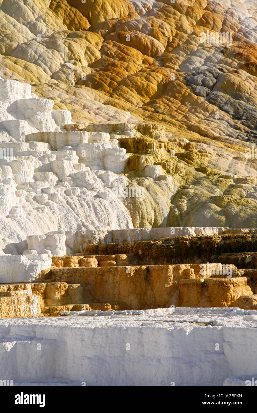 The Lower Terraces Area of the Mammoth Hot springs Yellowstone National ...