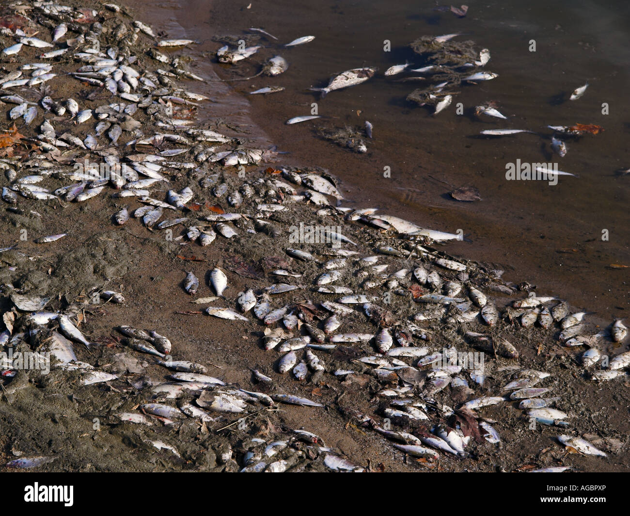 dead fish pollution garbage Stock Photo, Royalty Free Image: 14160477 ...