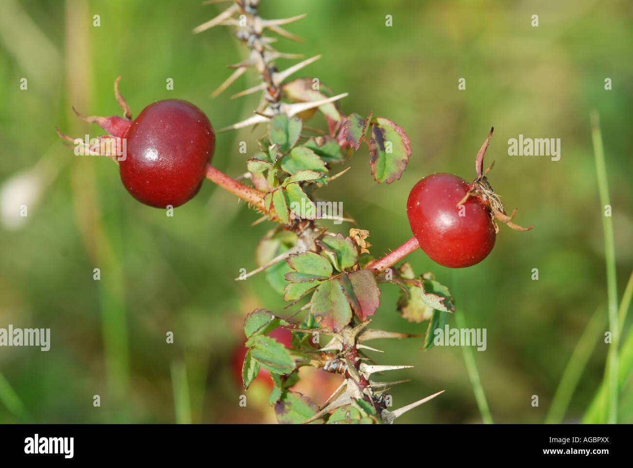 Field rose rosa arvensis hi-res stock photography and images - Alamy