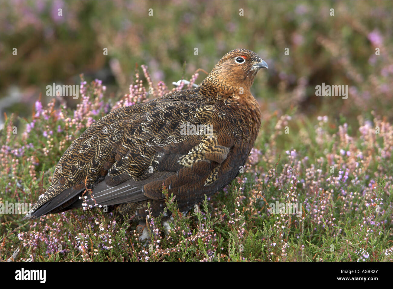 Red Grouse Lagopus lagopus scoticus adult male on heather moorland ...