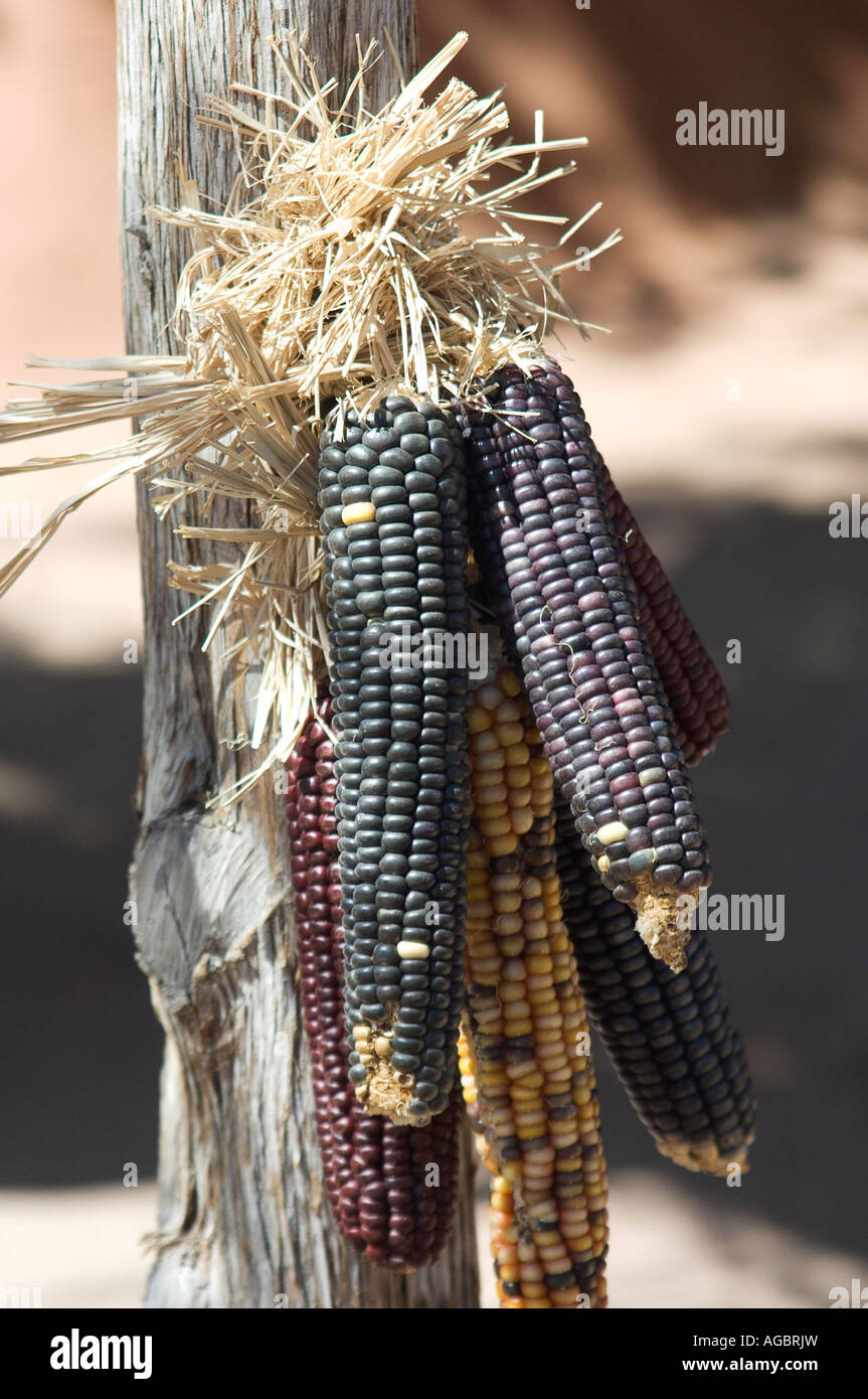 Dried Indian corn at Rancho de las Golondrinas a Spanish colonial ...