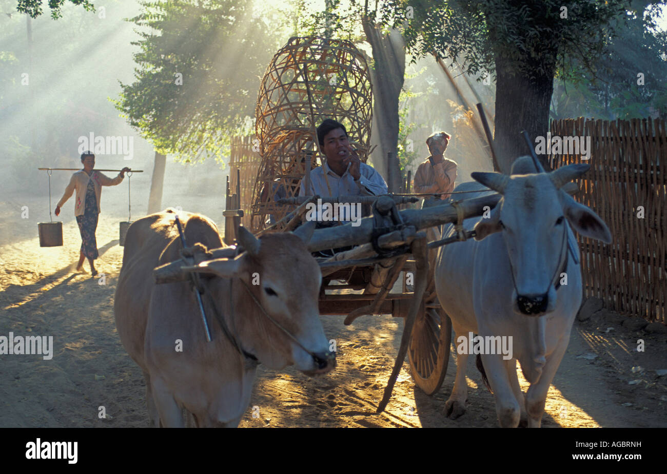 Myanmar, Bago Yoma Mountains, Man riding on ox cart Stock Photo - Alamy
