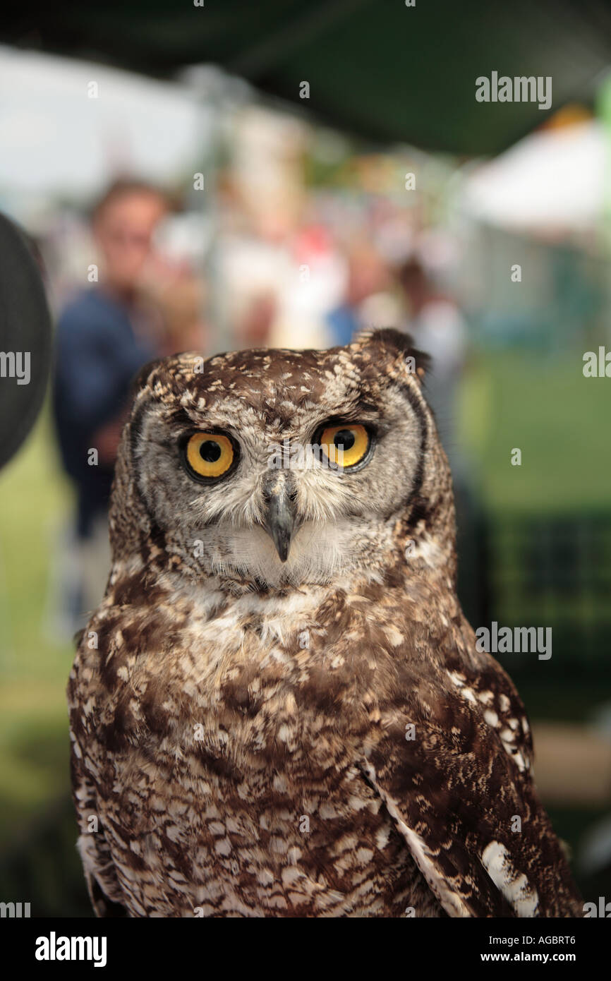 Classic owl hi-res stock photography and images - Alamy
