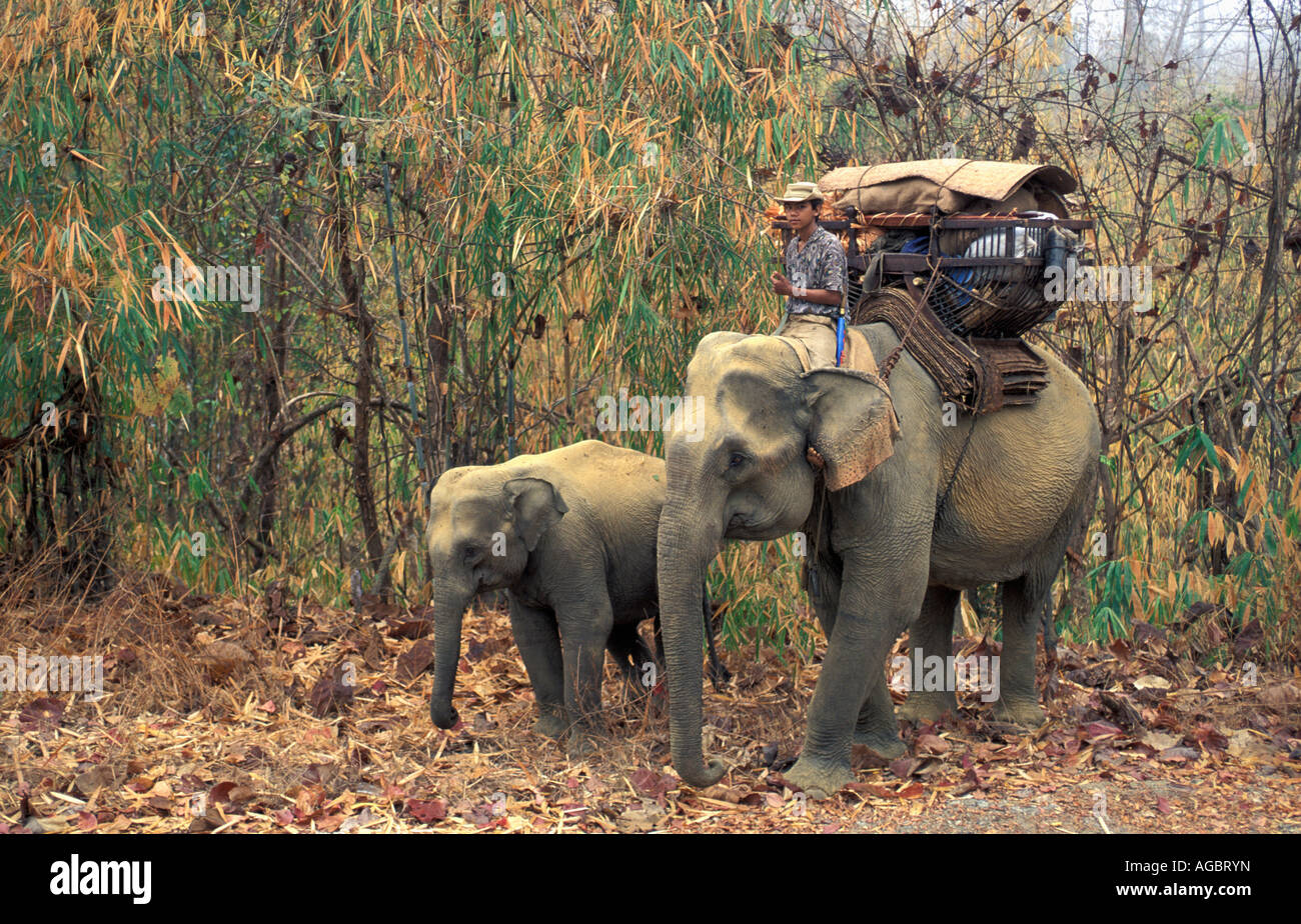 Myanmar, Bago Yoma Mountains, Elephant and young transporting basket ...