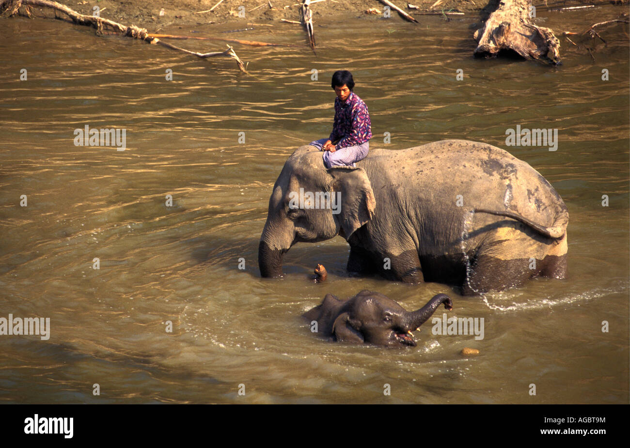 Myanmar, Bago Yoma Mountains, Elephant and young bathing Stock Photo ...