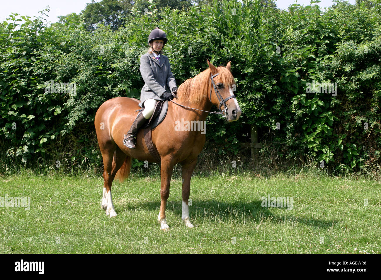 Horse and rider Stock Photo - Alamy