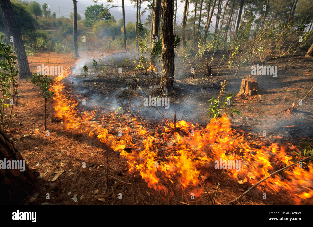 Jungle fire hi-res stock photography and images - Alamy