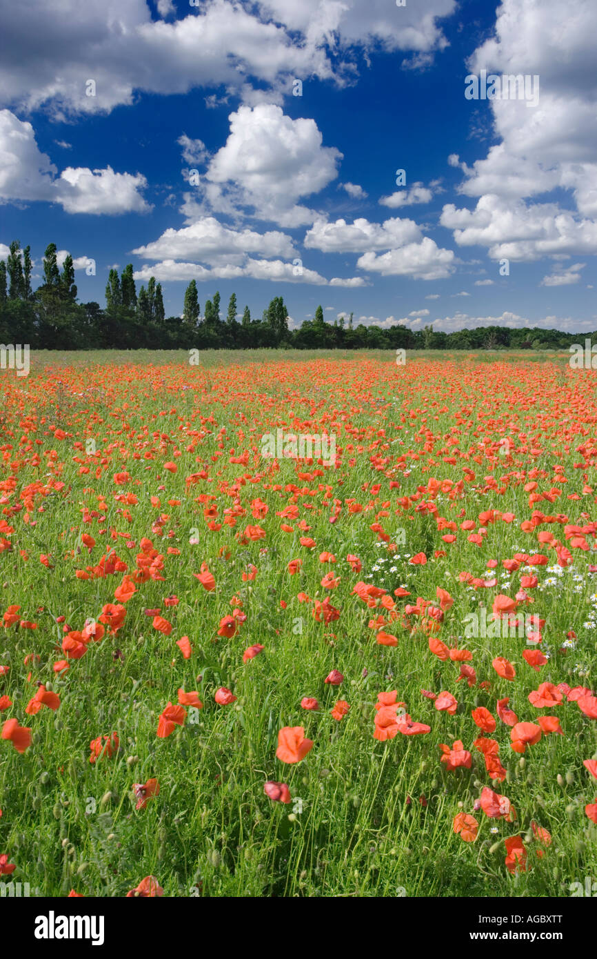 Field surrey hi-res stock photography and images - Alamy