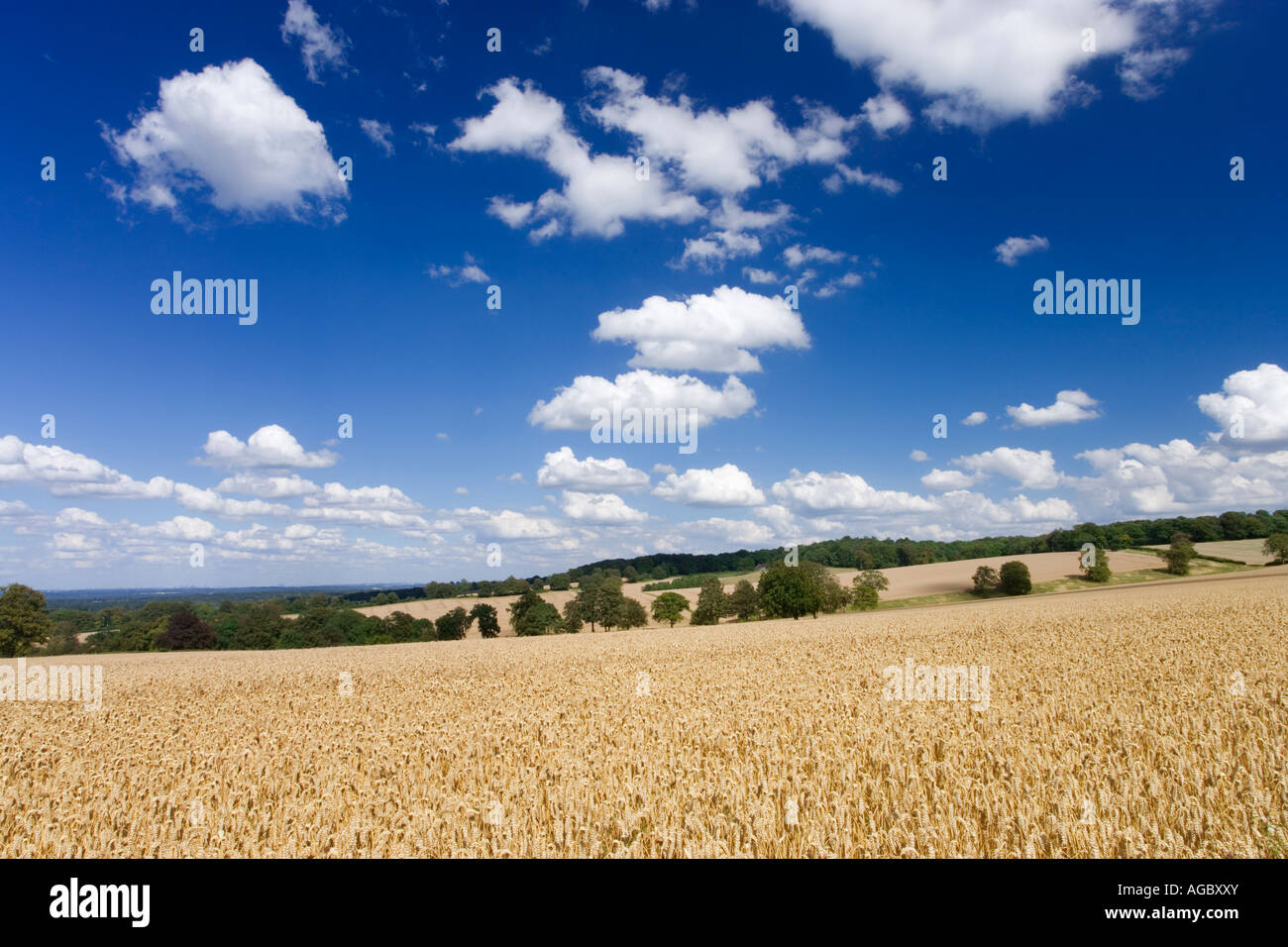 Wheat field harvest britain hi-res stock photography and images - Alamy