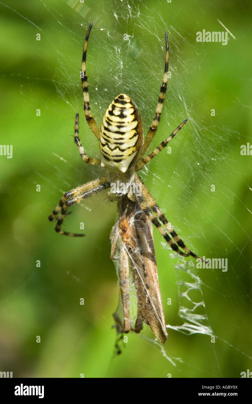 Wasp Spider, Argiope bruennichi, female eating prey Stock Photo - Alamy