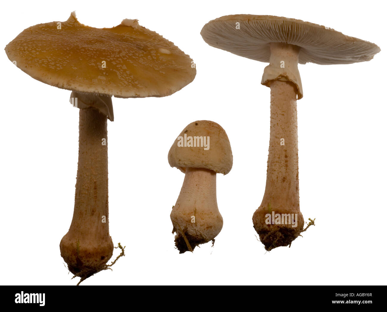 Fungus plant Cut Out Stock Images & Pictures - Alamy
