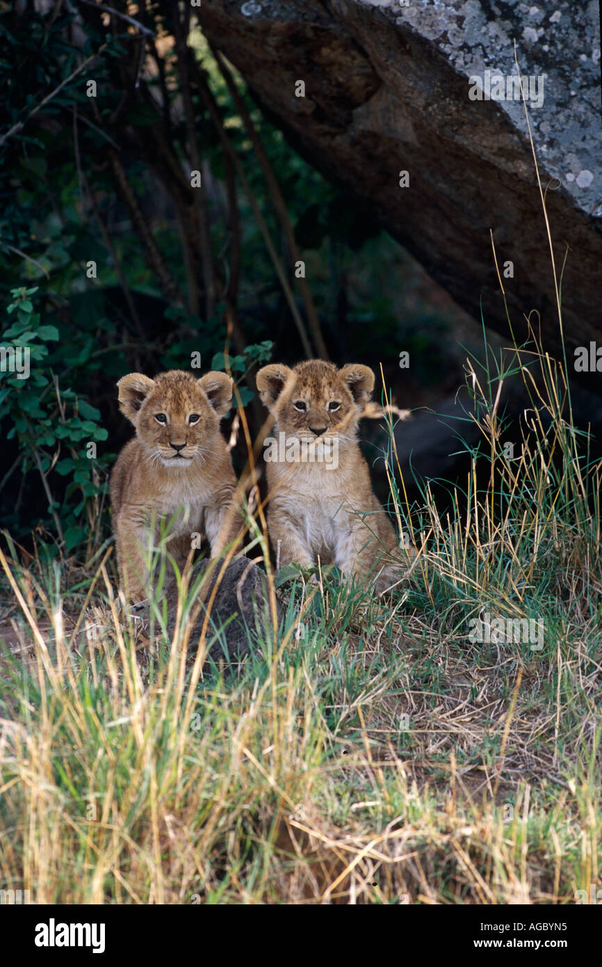 Lion Den Cubs High Resolution Stock Photography and Images - Alamy