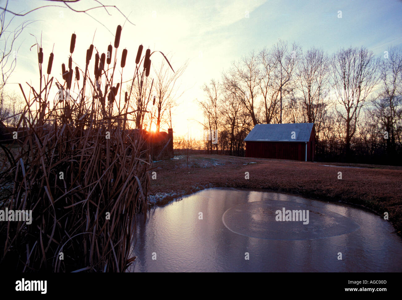 Farm pond with cattails Stock Photo - Alamy