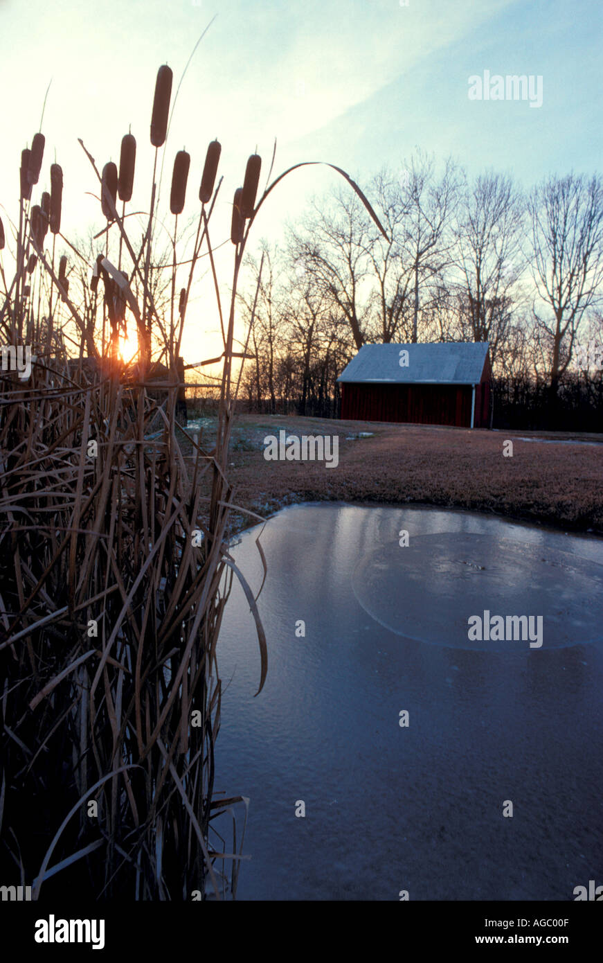 Farm pond with cattails Stock Photo - Alamy