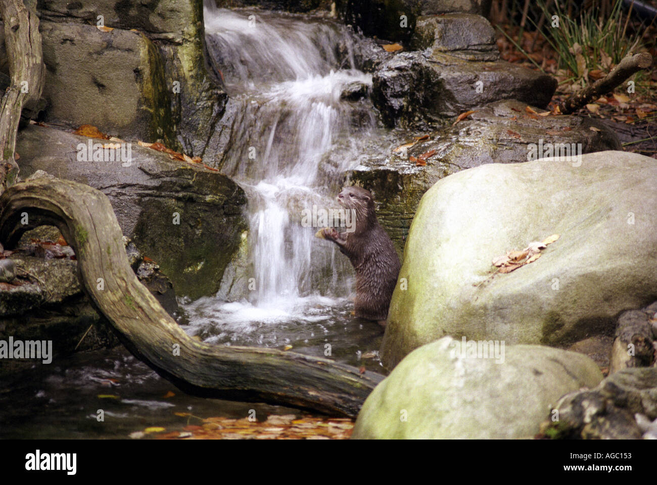 Otter beside a waterfall Stock Photo - Alamy