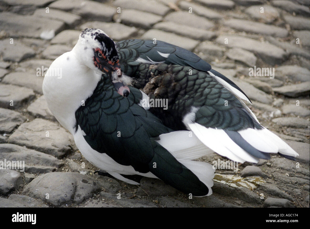 Bird duck preening its feathers Stock Photo - Alamy