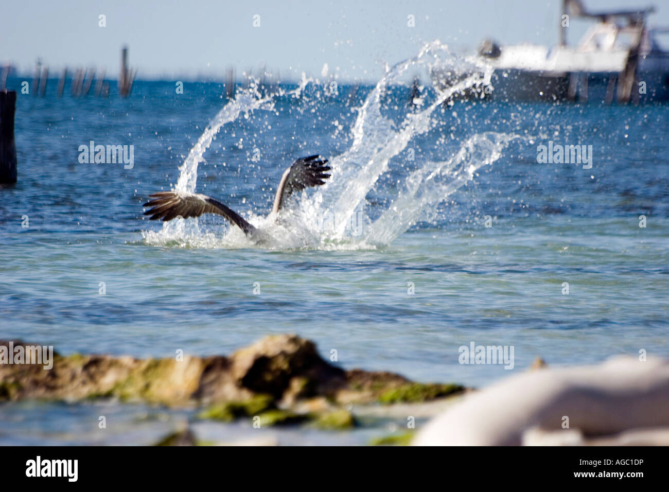 Pelican isla mujeres hi-res stock photography and images - Alamy