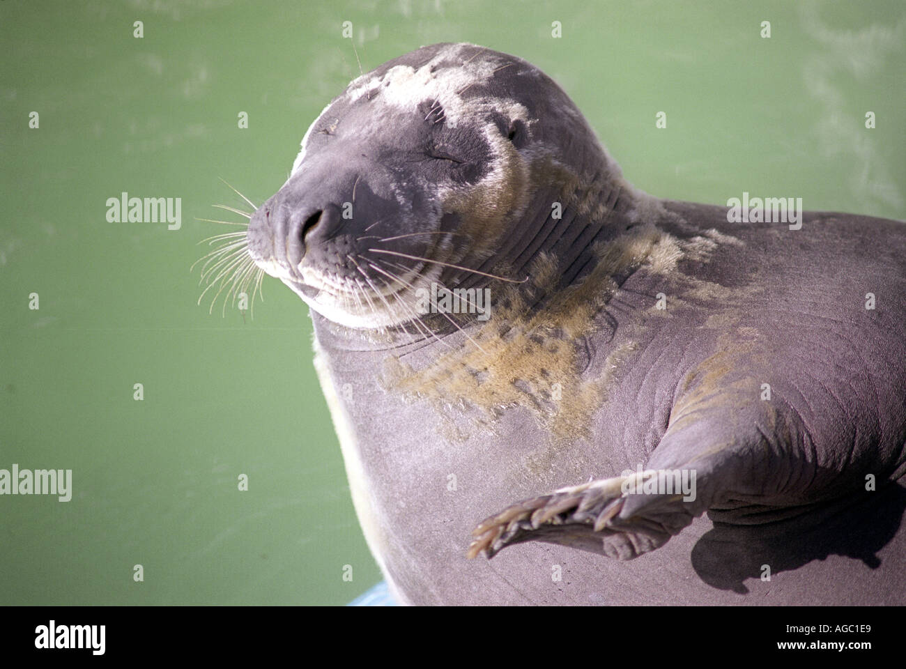 Seal basking out of the water Stock Photo - Alamy
