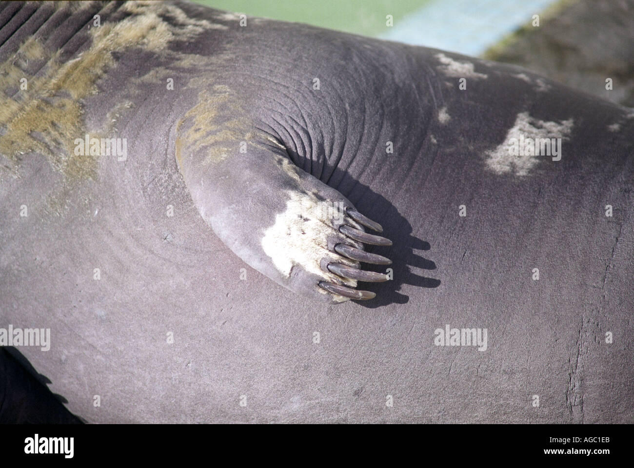 Flipper propulsion hi-res stock photography and images - Alamy