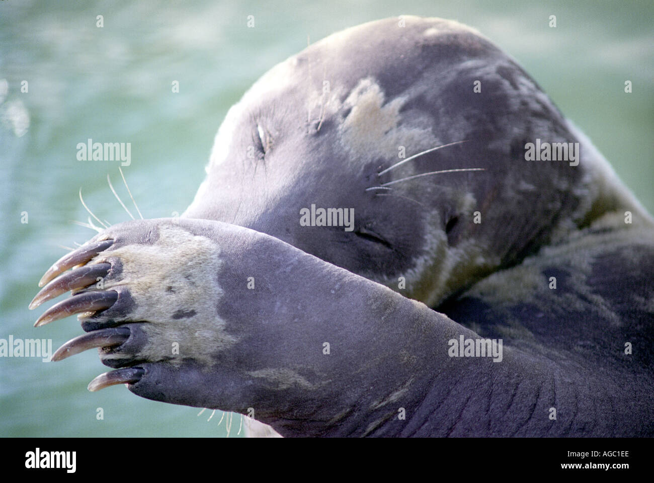 Seal basking out of the water Stock Photo - Alamy