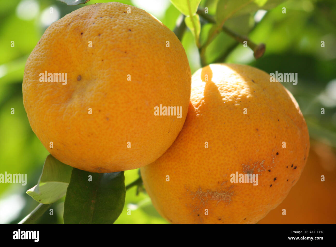 oranges in a monastery Stock Photo - Alamy