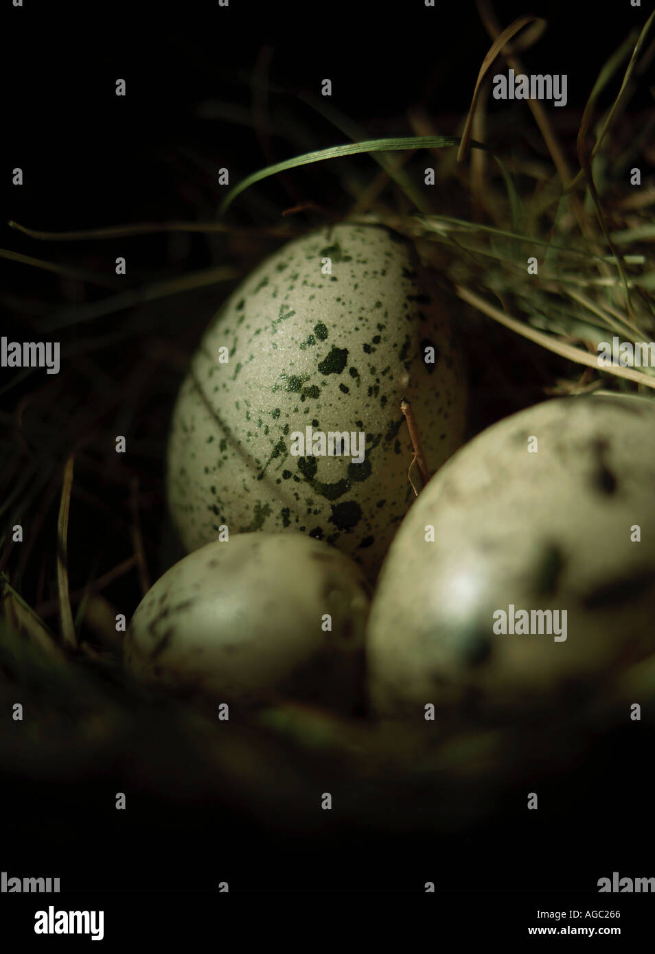 close up nest Stock Photo - Alamy