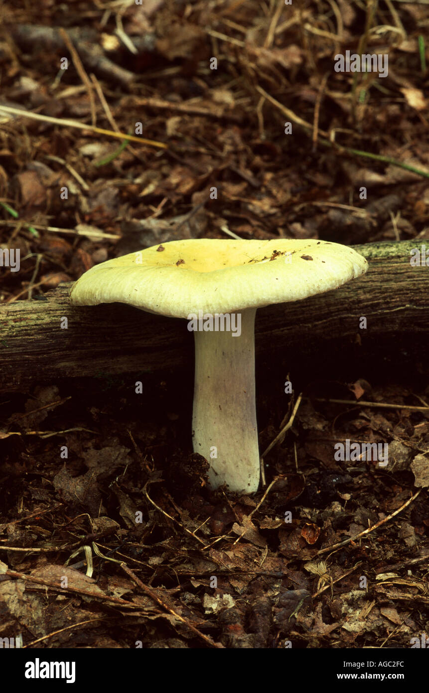 Russula violeipes citrina Stock Photo - Alamy