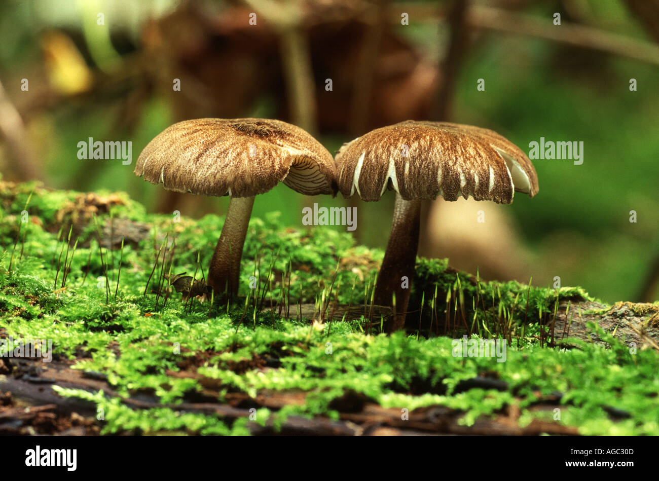 Pluteus umbrosus hi-res stock photography and images - Alamy