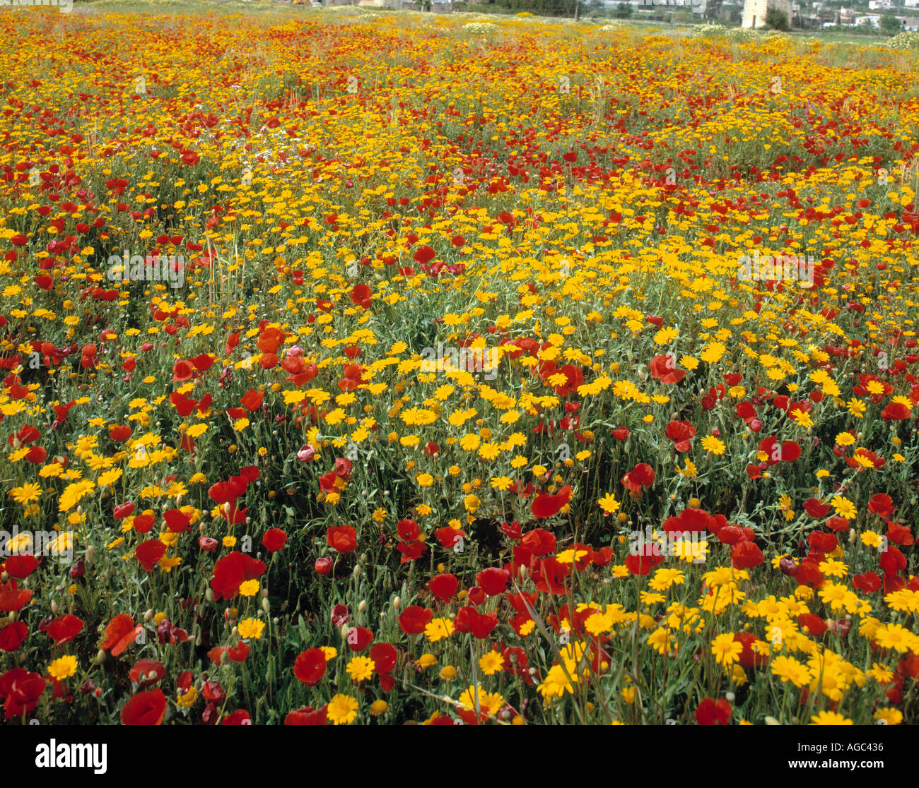 Majorca red poppies hi-res stock photography and images - Alamy