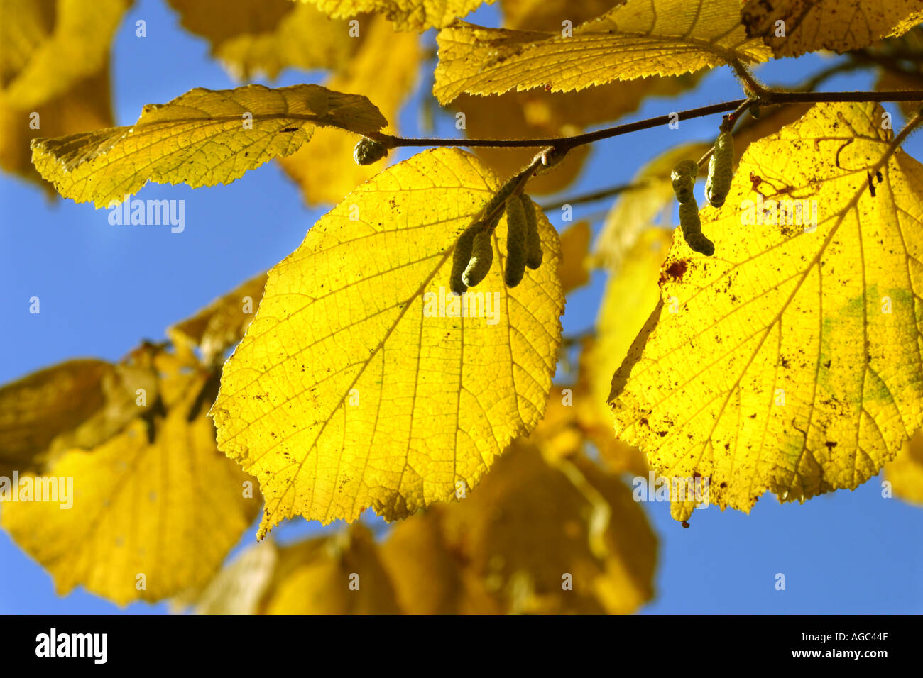 Leaves turn golden hi-res stock photography and images - Alamy