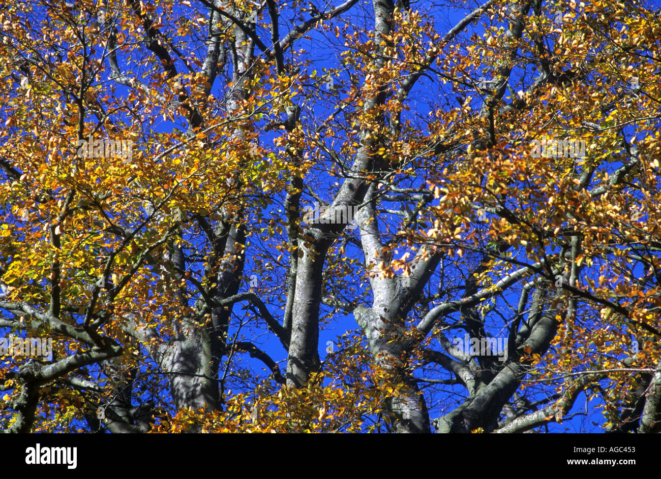 Trees and their Autumn foliage Stock Photo - Alamy
