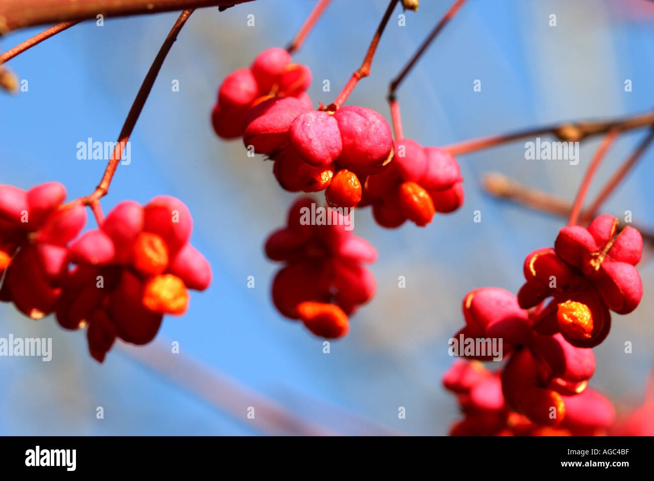 Spindle berries hi-res stock photography and images - Alamy