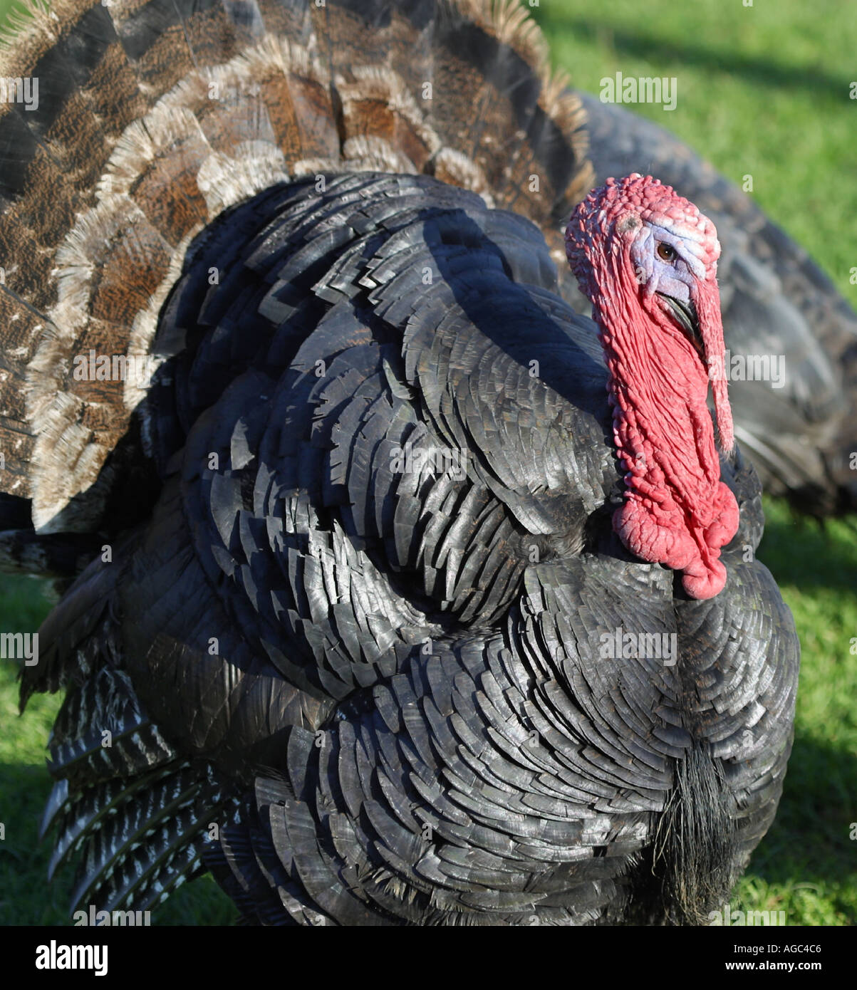 Free Range Turkey cross breed between a black and a bronze Stock Photo ...