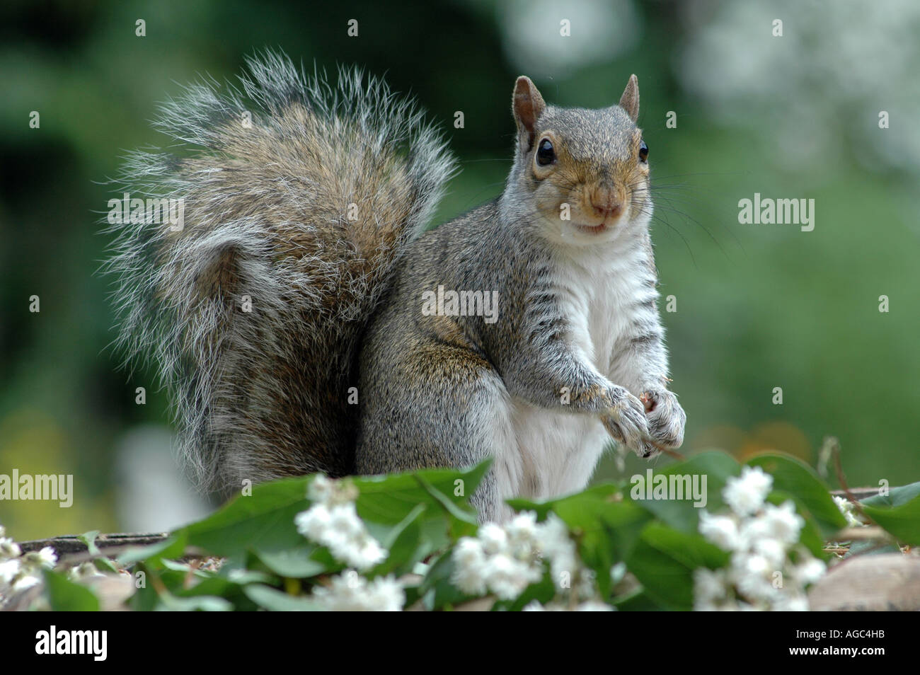 Front facing squirrel hi-res stock photography and images - Alamy