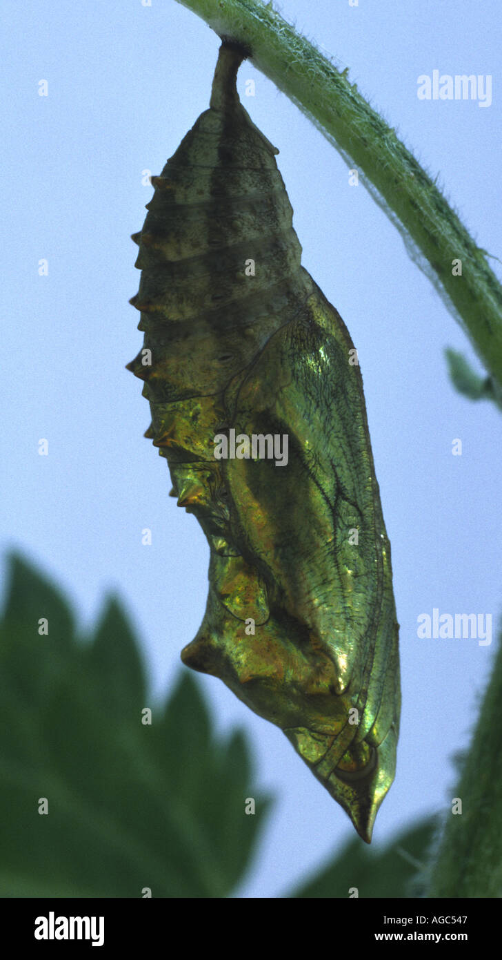 Chrysalis lepidoptera pupa suspended nettle gold mask insect sleeping ...