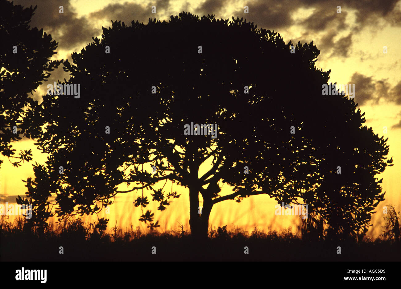 Tree sunset Zimbabwe africa Stock Photo - Alamy