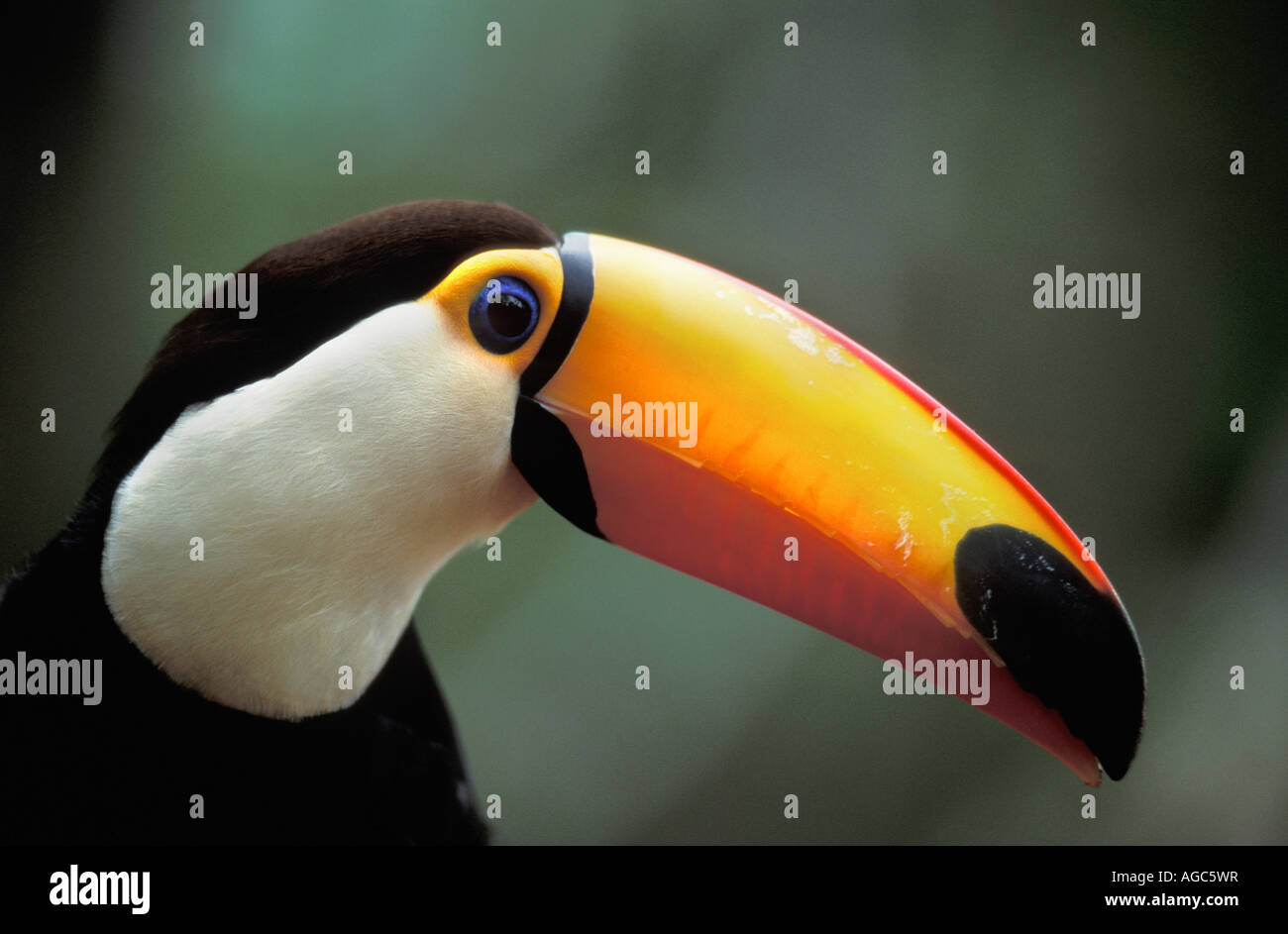 Brazil, Iguazu Giant toucan at Iguazu National Park Stock Photo - Alamy