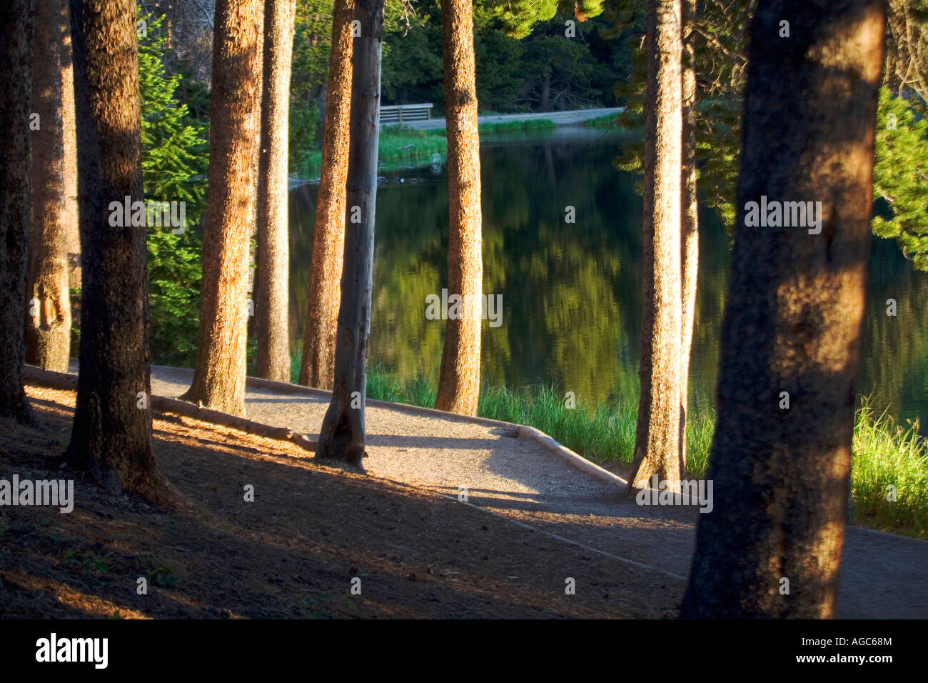 Pine Trees, Sprague Lake, Rocky Mountain National Park Stock Photo - Alamy