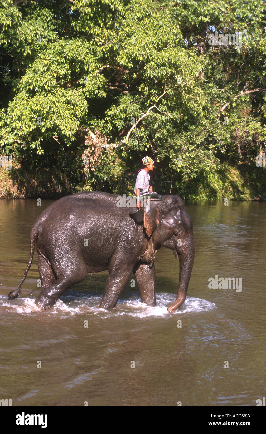 Mahout riding his working elephant in a river running through Teak ...