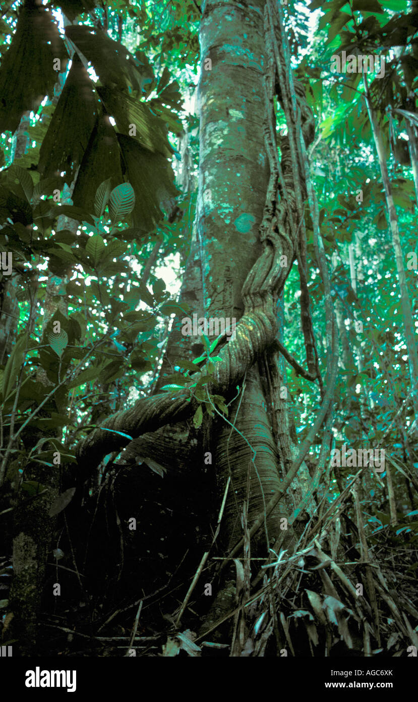 Brazil wood tree hi-res stock photography and images - Alamy