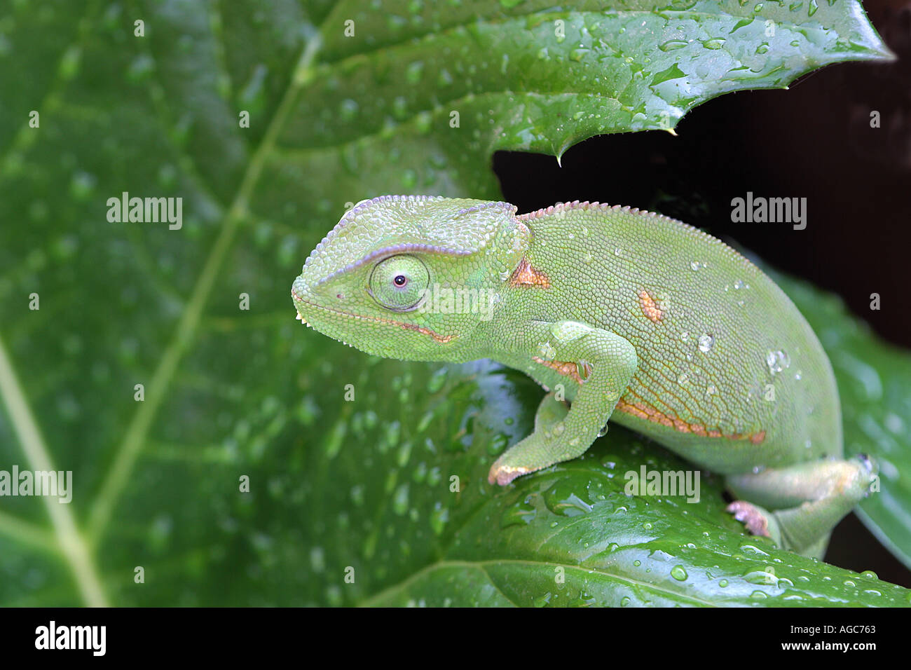 Green water chameleon hi-res stock photography and images - Alamy