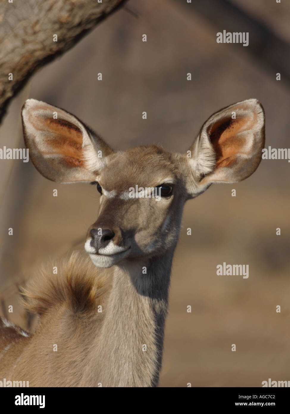 Cow stock photography hi-res stock photography and images - Alamy