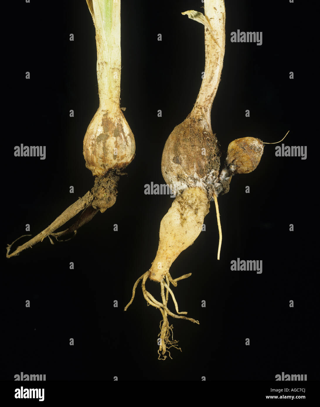 Basal rot Fusarium oxysporum damage to freesia corms Stock Photo - Alamy