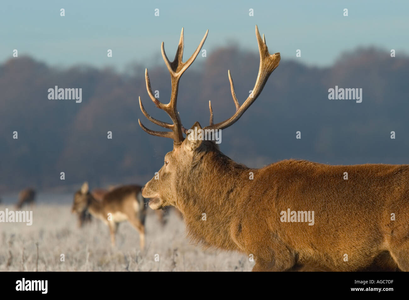 Red deer in Richmond Park in the cold Stock Photo - Alamy