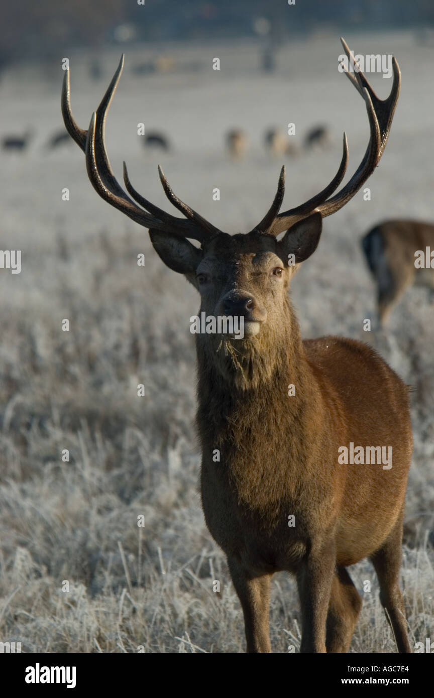 Red deer in Richmond Park in the cold Stock Photo - Alamy