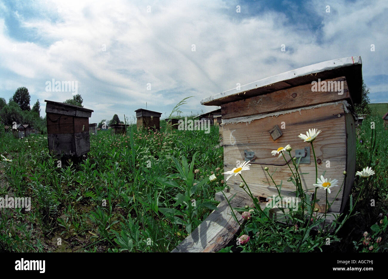 Apiary in foothills and bee plants Oxeye daisy Leucanthemum vulgare in ...