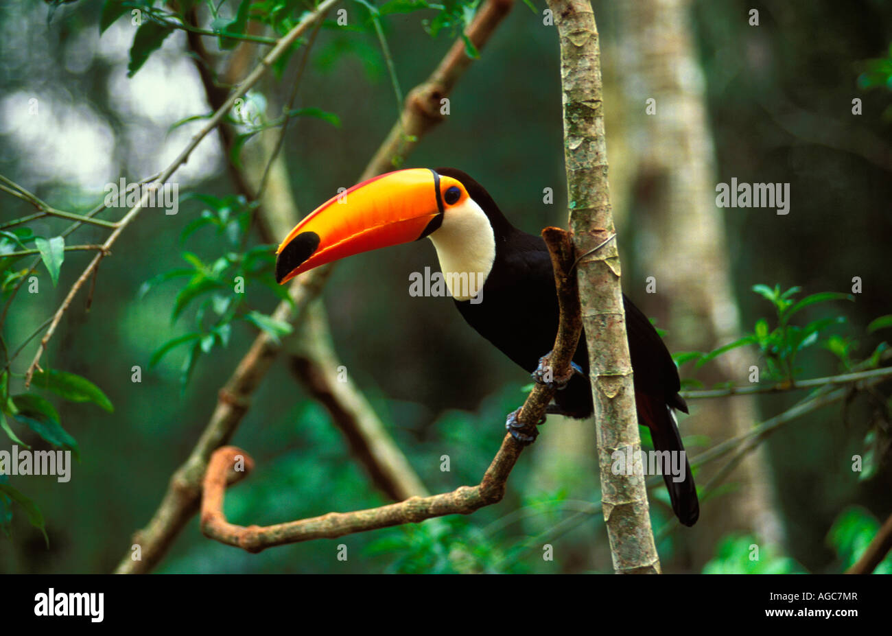 Brazi,l Iguazu, Giant toucan at Iguazu National Park Stock Photo - Alamy